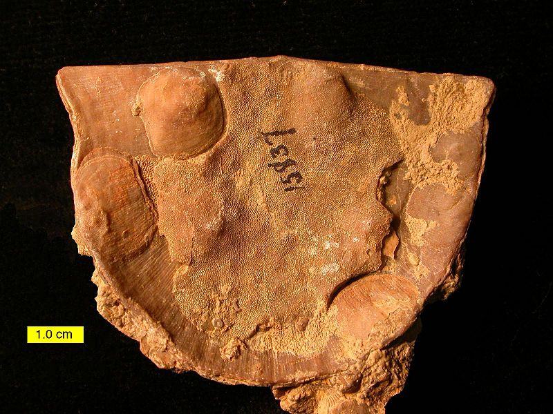 Phylum Brachiopoda: The Lamp Shells (September 25 & 27) | Invertebrate ...