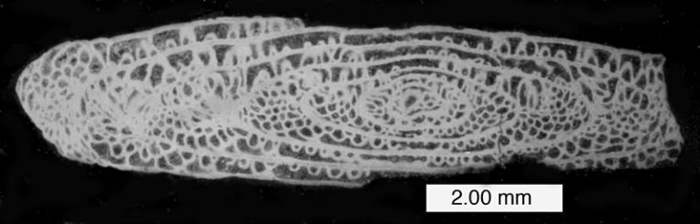 Paleoecology; The Kingdom of the Single-Celled Eucaryotes (Protista ...