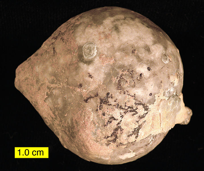 Graptolites, Worms, Trace Fossils and Evolution (December 4 & 6 ...