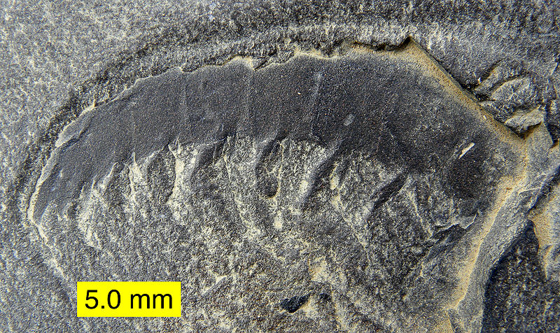 Phylum Mollusca: The Bivalves (continued) and Molluscan Evolution ...